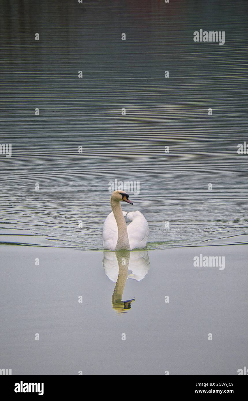 Riflesso sul hi-res stock photography and images - Alamy