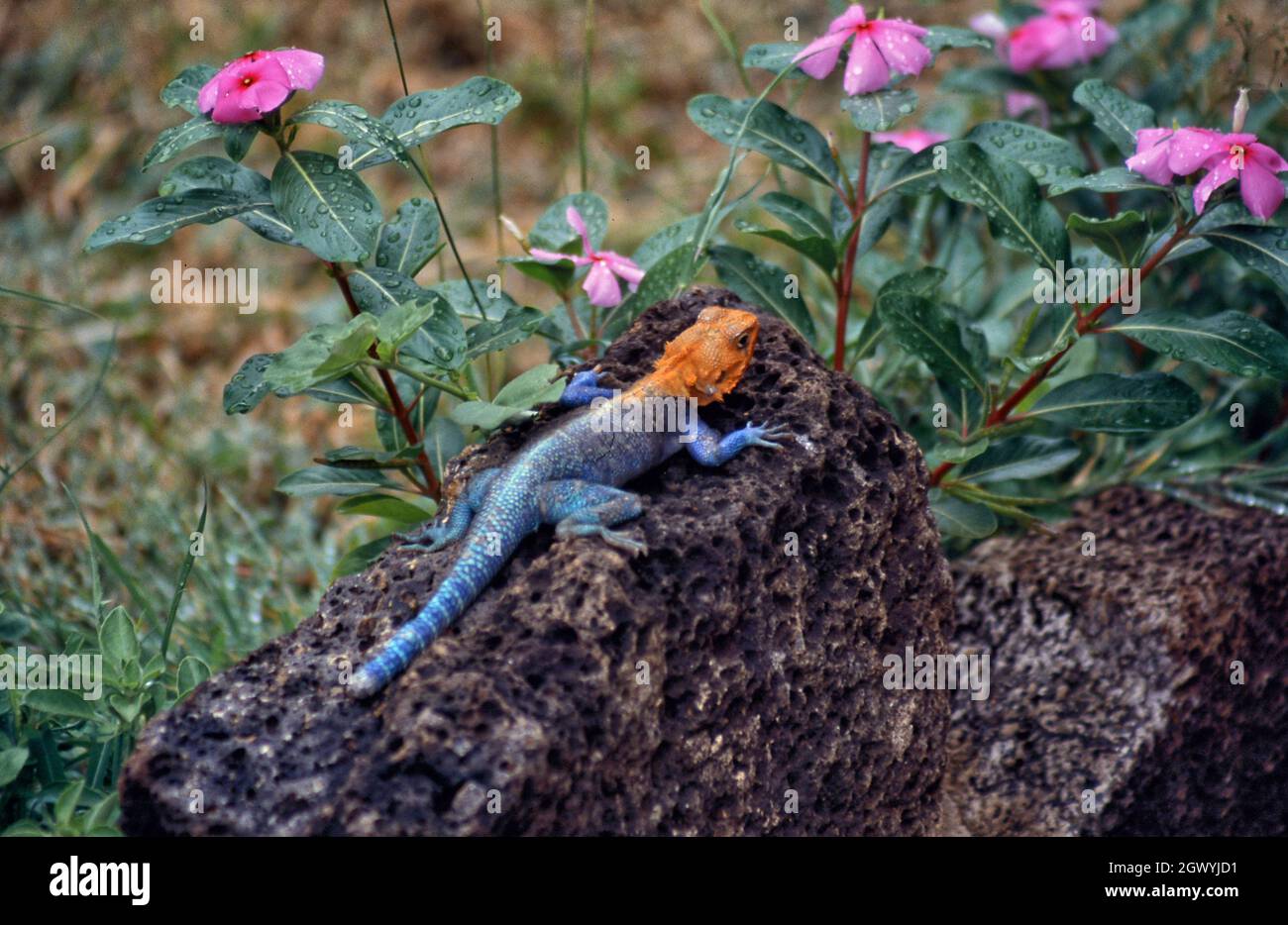 Kenyan rock agama hi-res stock photography and images - Alamy