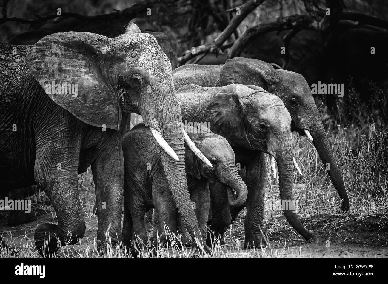 Asian african group Black and White Stock Photos & Images - Alamy