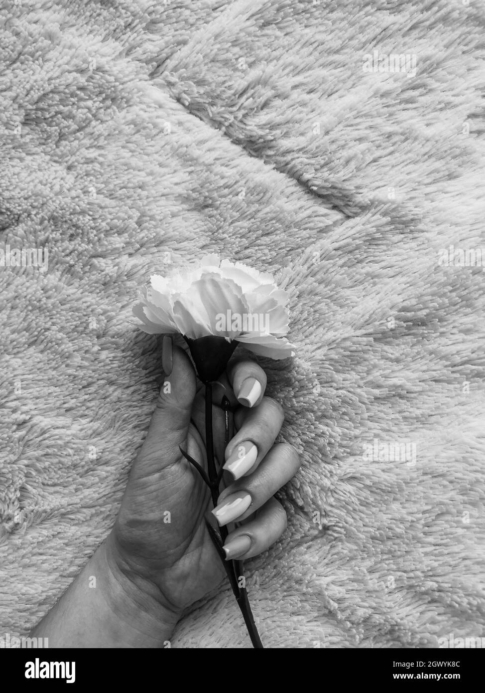 Hand holding rose Black and White Stock Photos & Images - Alamy