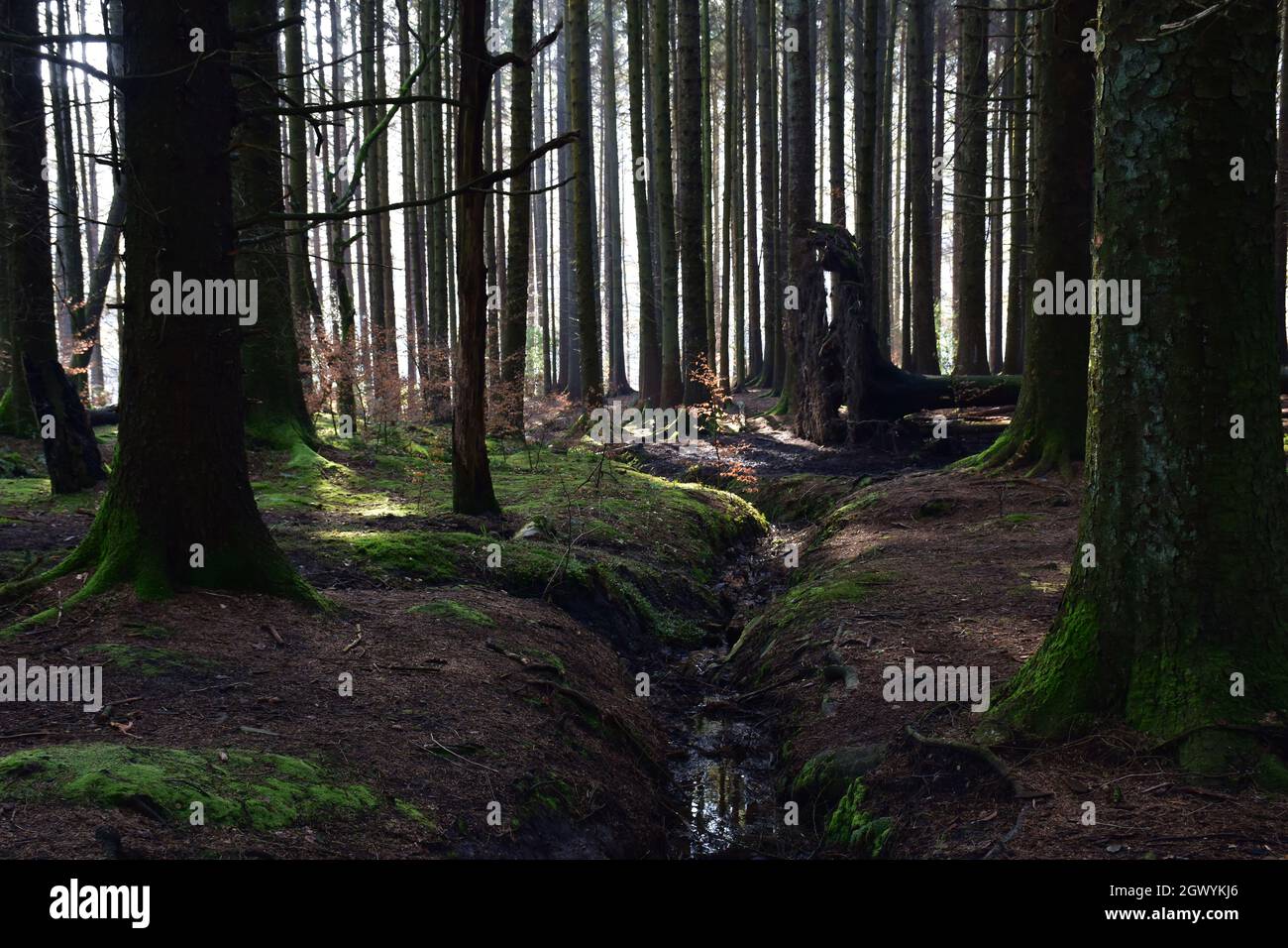 Scenic View Through Trees In A Forest With Sunlight Breaking Through ...