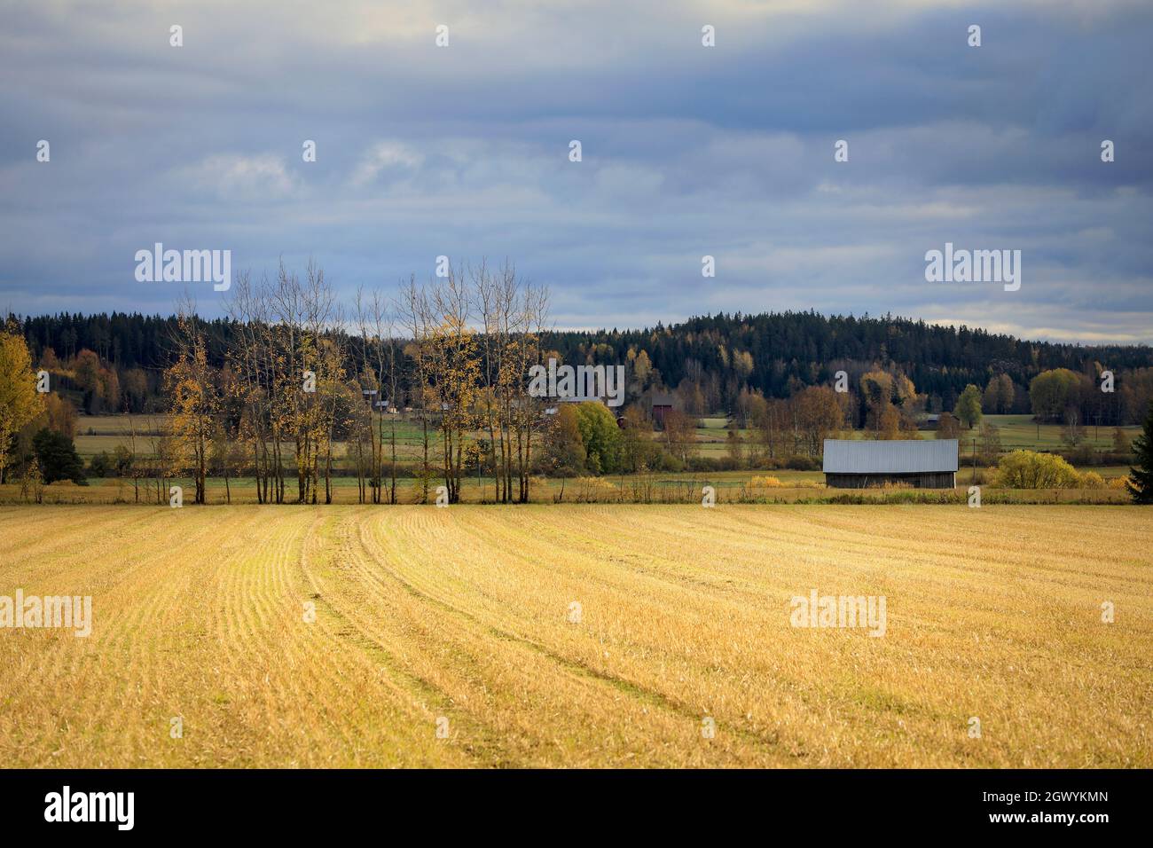Cloudy mid-October afternoon in Finnish countryside with harvested ...