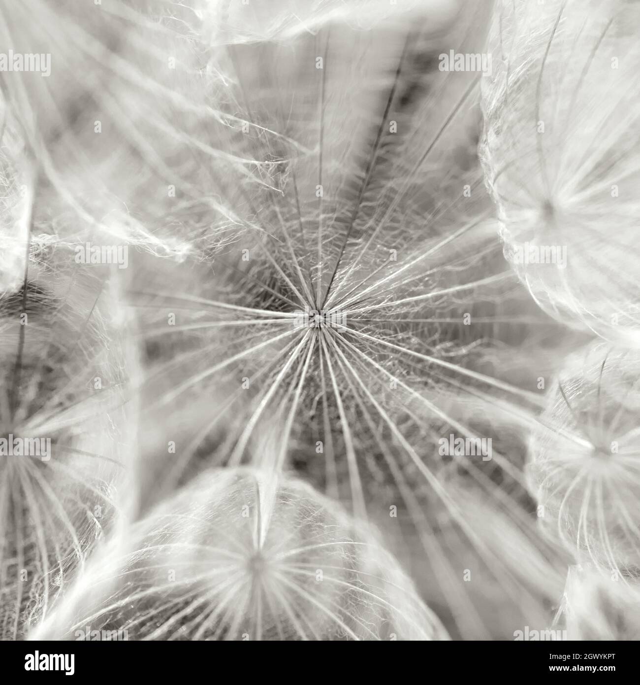 white and fluffy dandelions under microscope. Experiment during ...