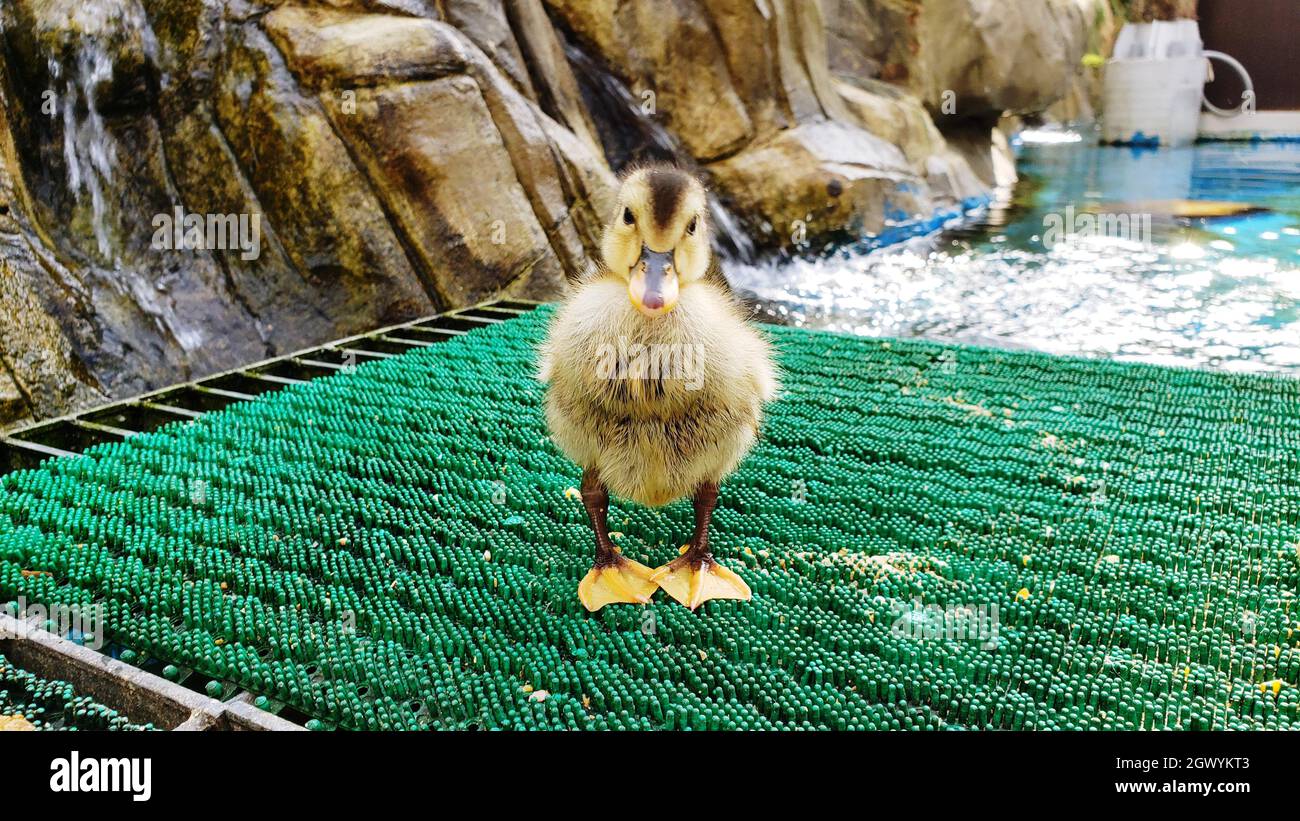 View Of Bird In Water Stock Photo - Alamy