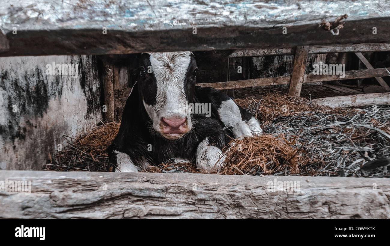 Baby highland cow snow hi-res stock photography and images - Alamy