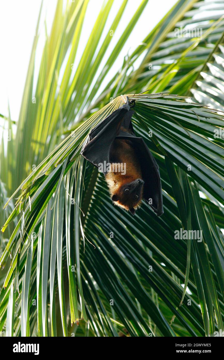 Flying fox in a tree hi-res stock photography and images - Alamy