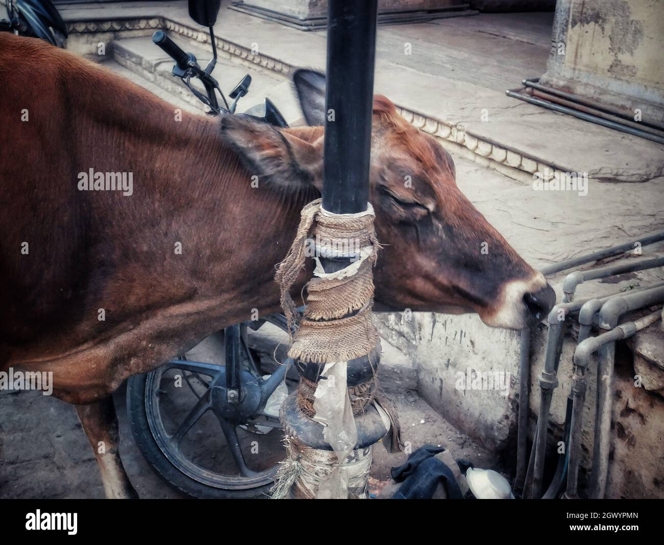 Cow scratching scratch hi-res stock photography and images - Alamy