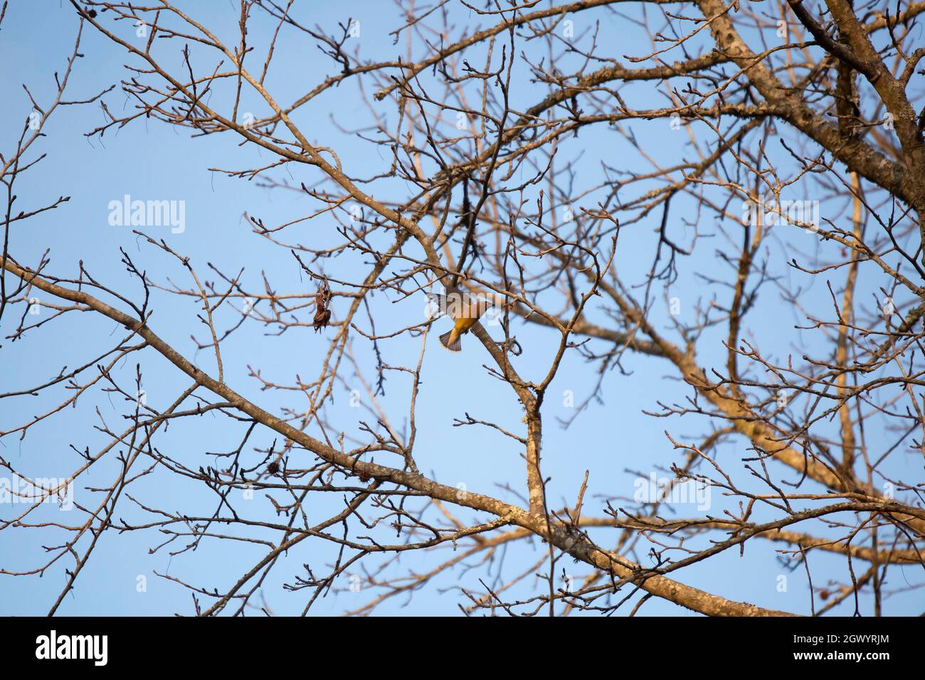 Cedar waxwing (Bombycilla cedrorum) landing on a tree limb Stock Photo ...