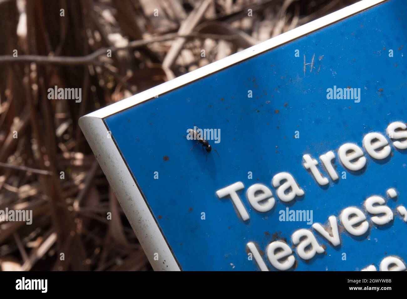 Ant insect sign hi-res stock photography and images - Alamy