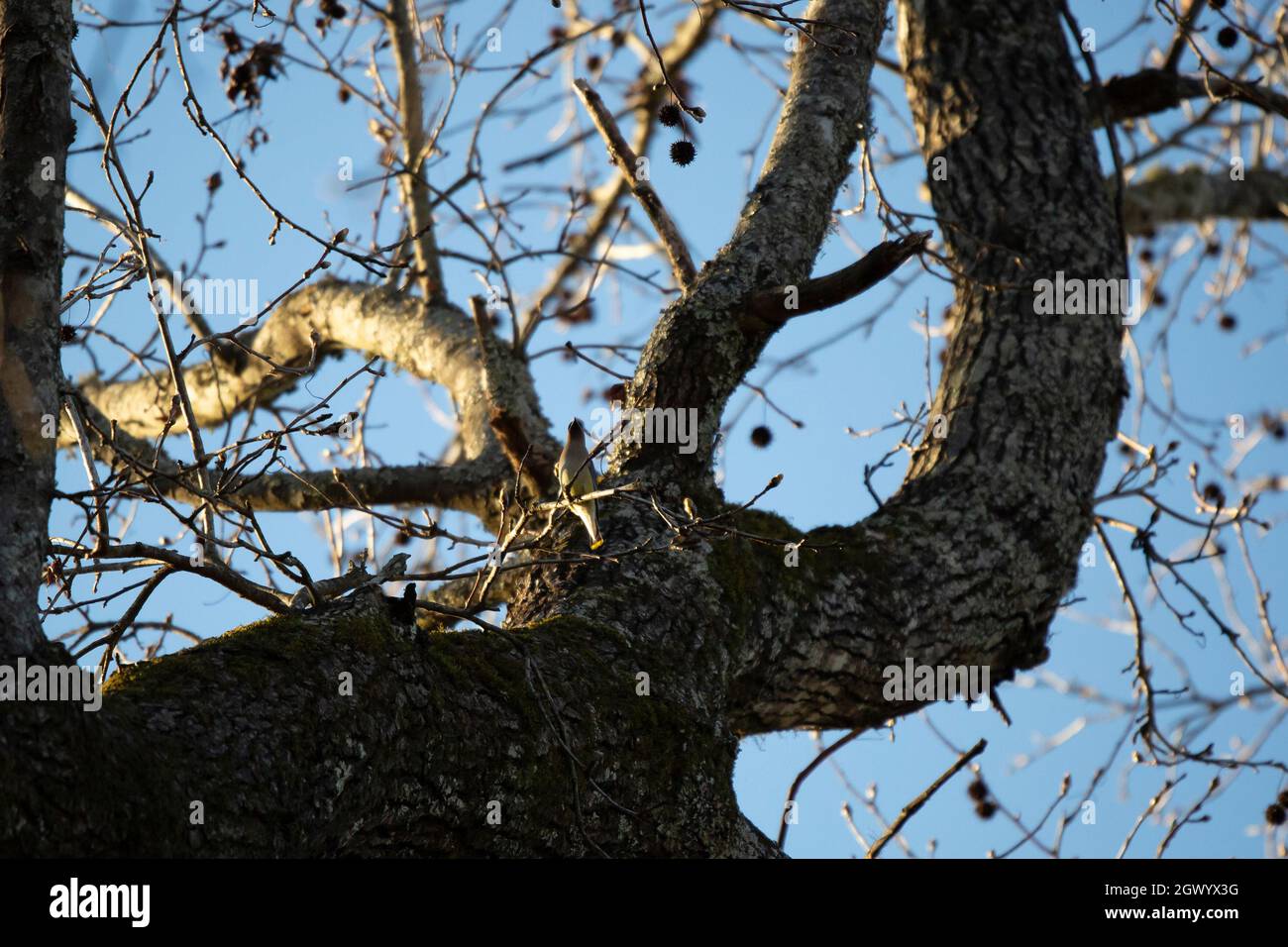 Watchful cedar waxwing (Bombycilla cedrorum) looking around from its ...