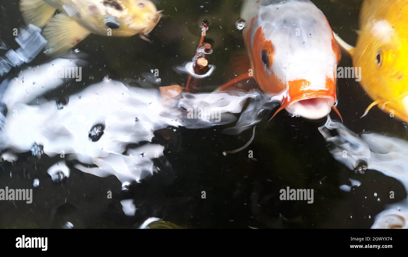Koi Fish Streamer High Resolution Stock Photography and Images - Alamy