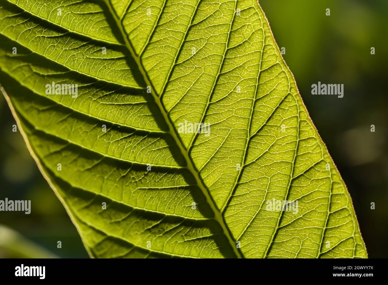 This Is The Guava Leaf Back Side Close-up Shot When Sunlight Lighted ...