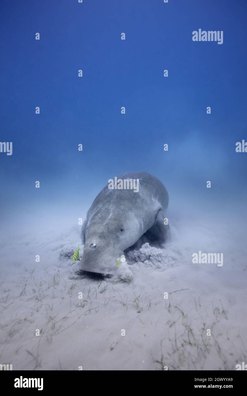Dugong In The Sea Grass High Resolution Stock Photography and Images ...