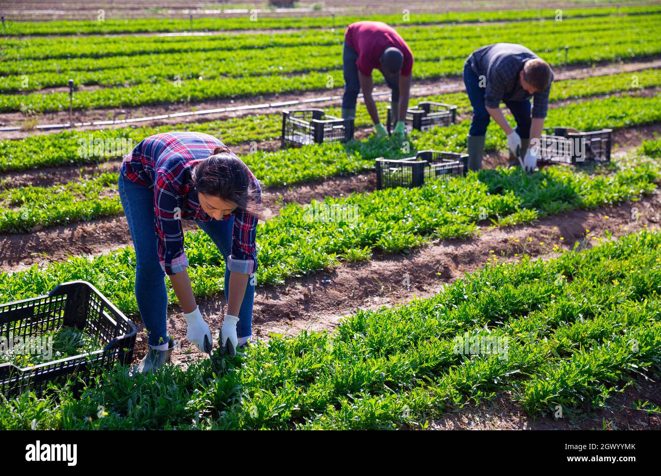 Hispanic woman farmer harvesting garden rocket on plantation Stock ...