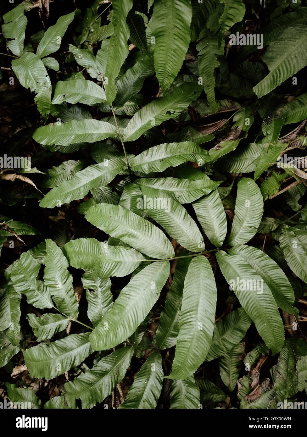 Chinese ferns hi-res stock photography and images - Alamy