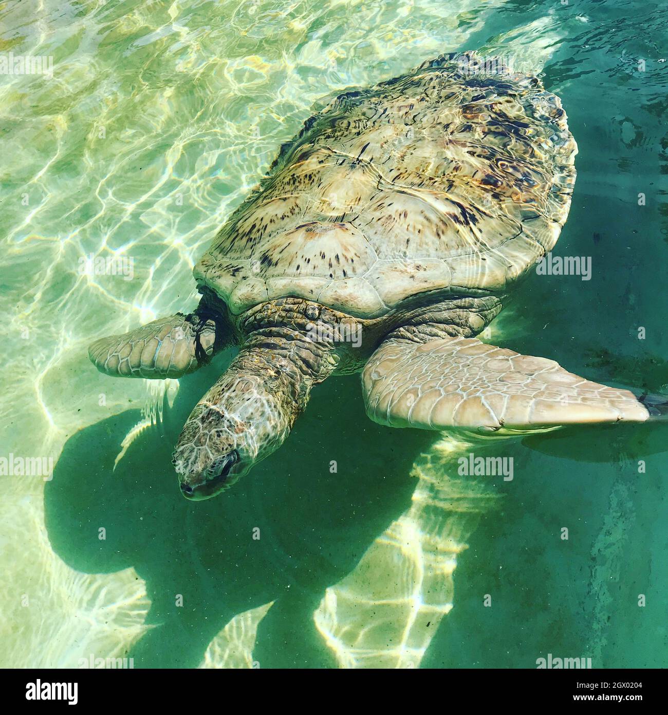 Cayman turtle centre hi-res stock photography and images - Alamy