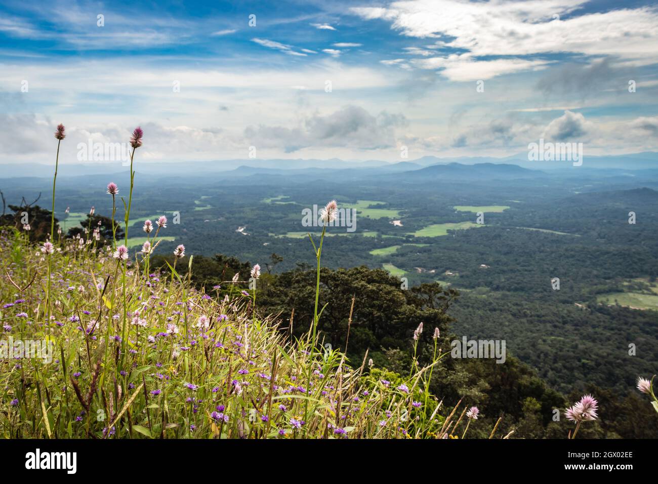 Lambak Clipart Flower