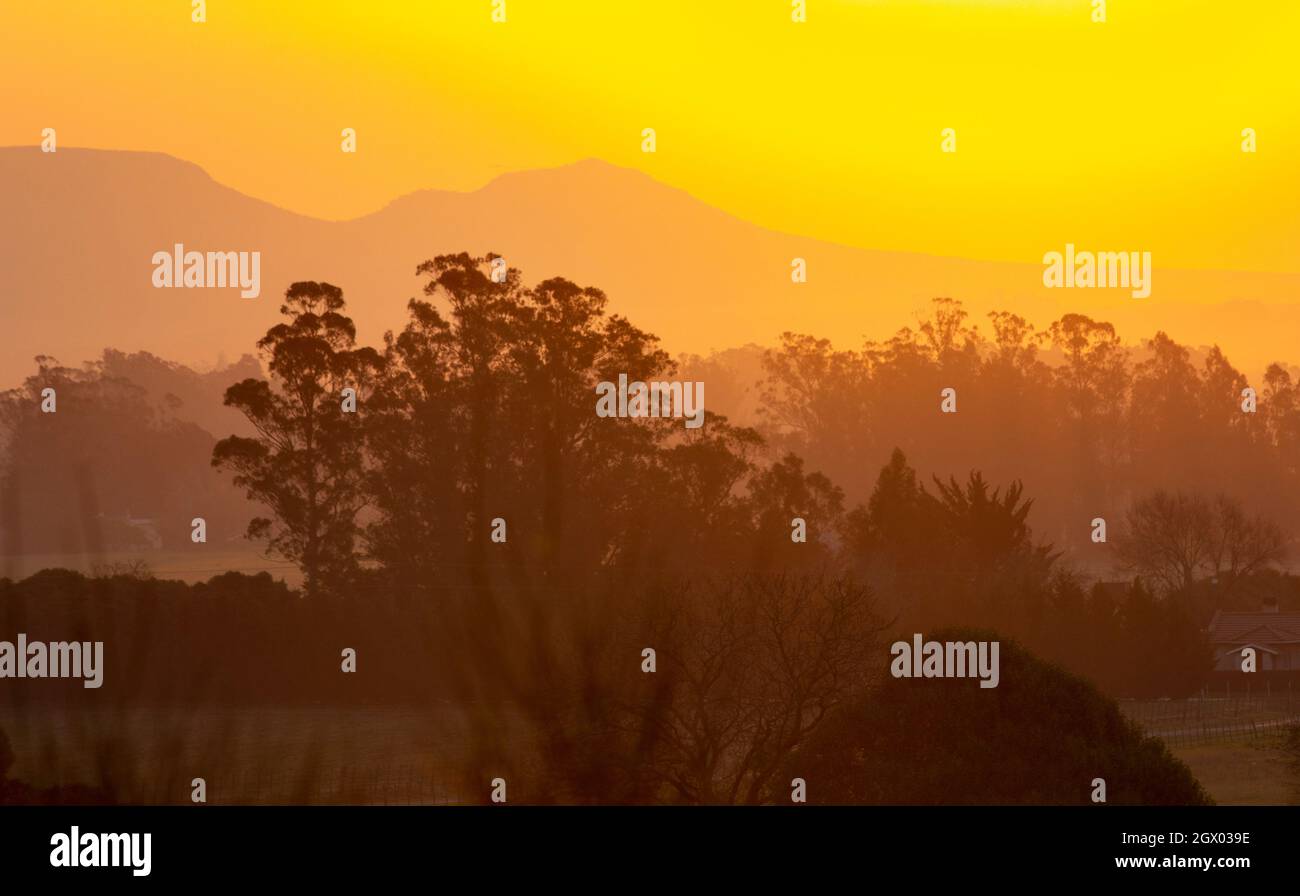 Gold calima hi-res stock photography and images - Alamy