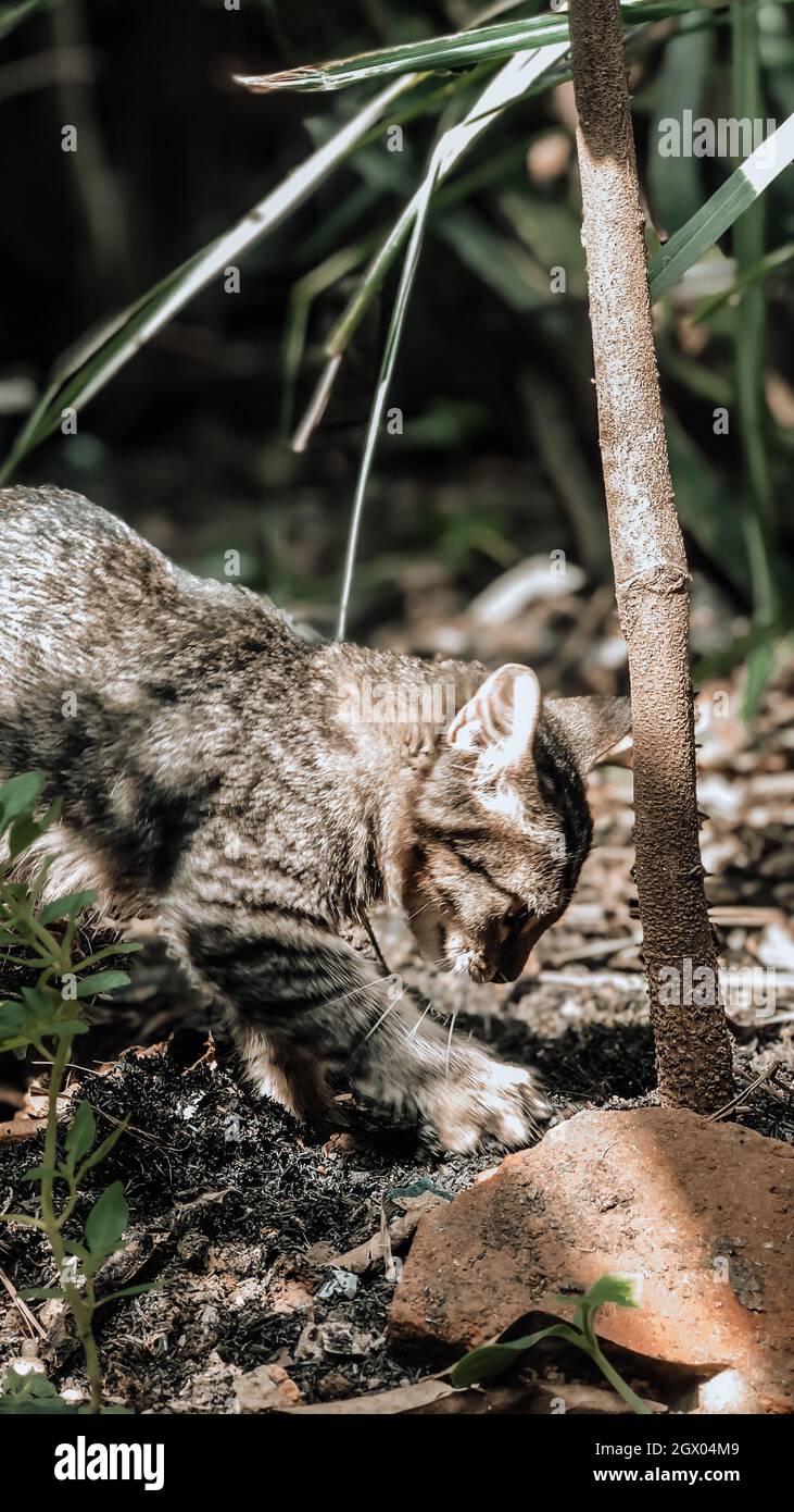 Cat digging hi-res stock photography and images - Alamy