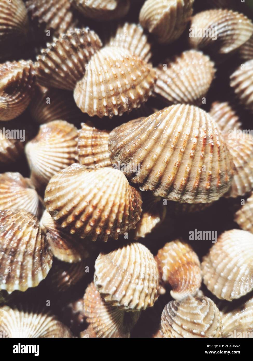 Shell clamps hi-res stock photography and images - Alamy