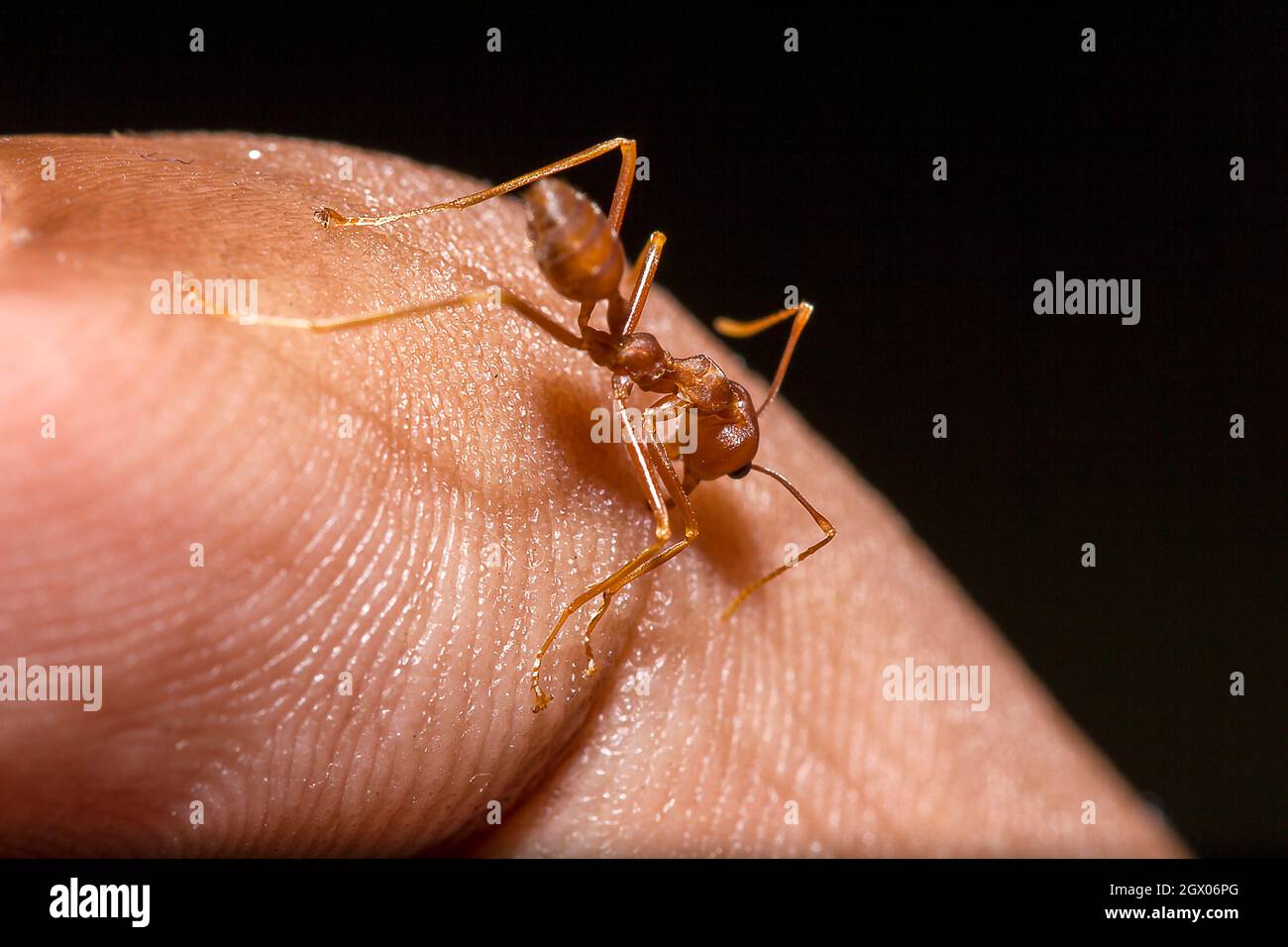 Fire ants human hi-res stock photography and images - Alamy