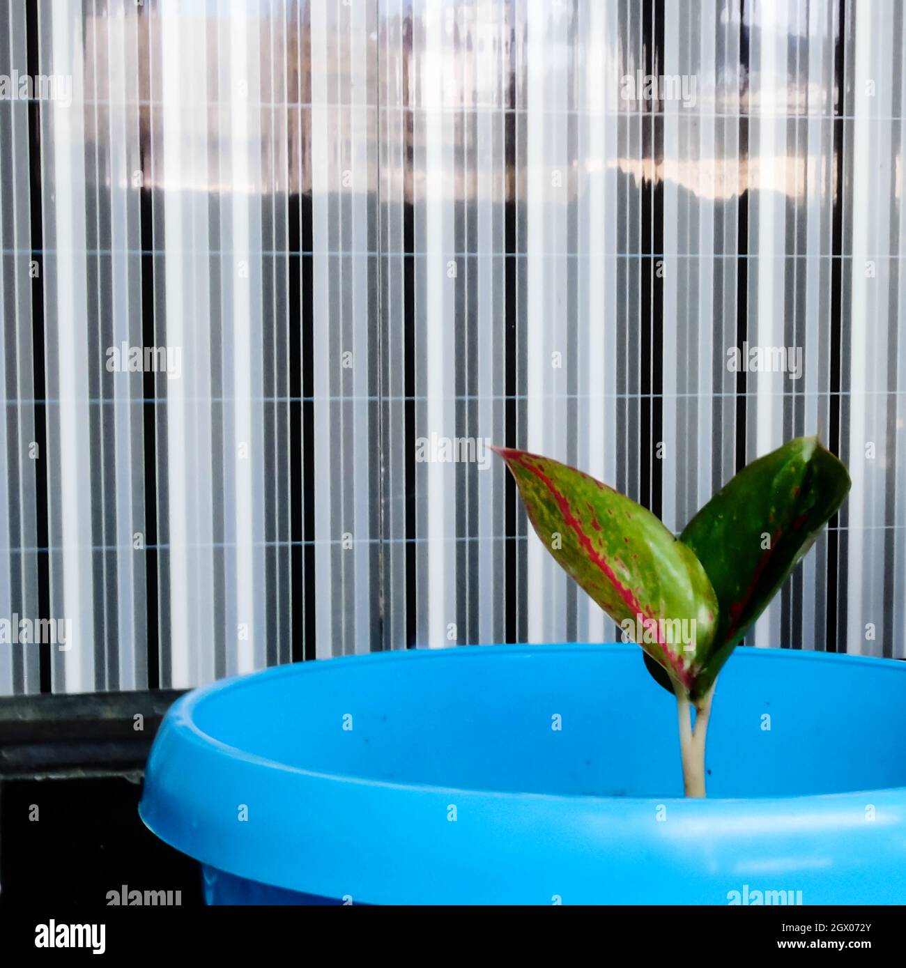 Scarlet lorikeet hi-res stock photography and images - Alamy