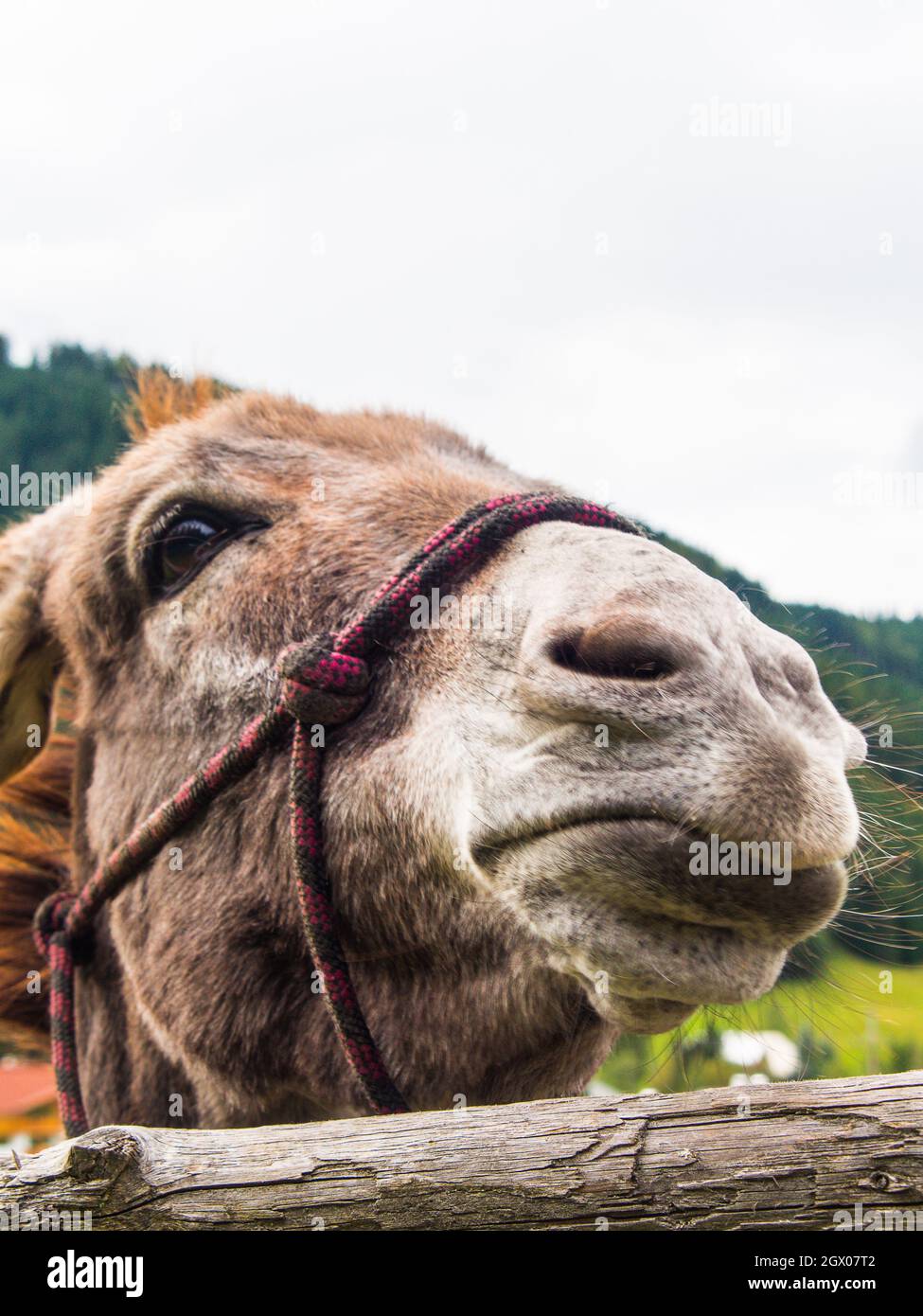 Donkey teeth hi-res stock photography and images - Alamy