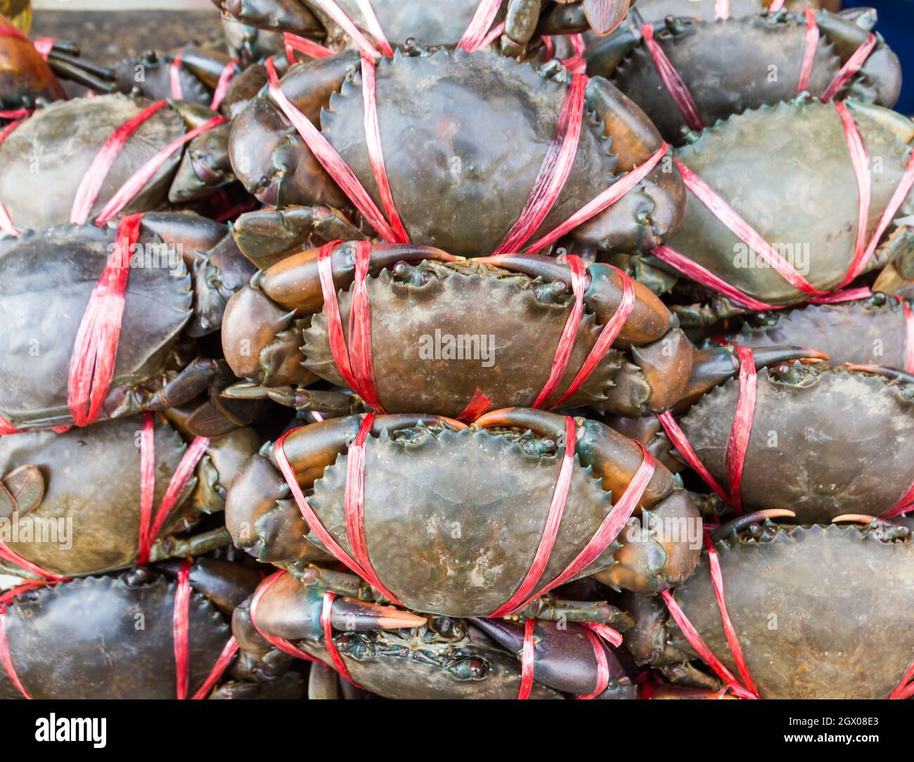 Giant mud crab hi-res stock photography and images - Alamy