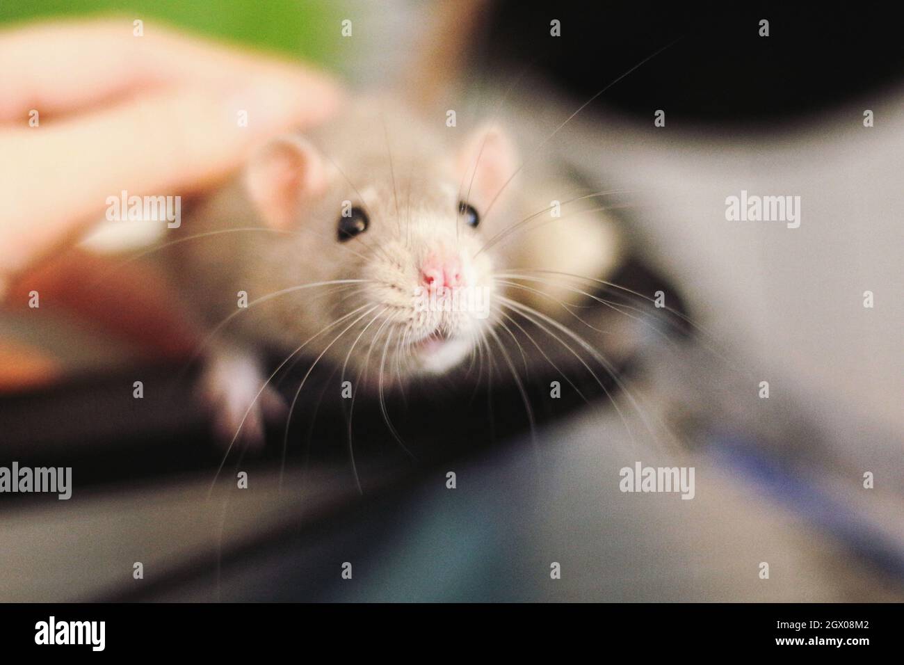 Grey rat High Resolution Stock Photography and Images - Alamy