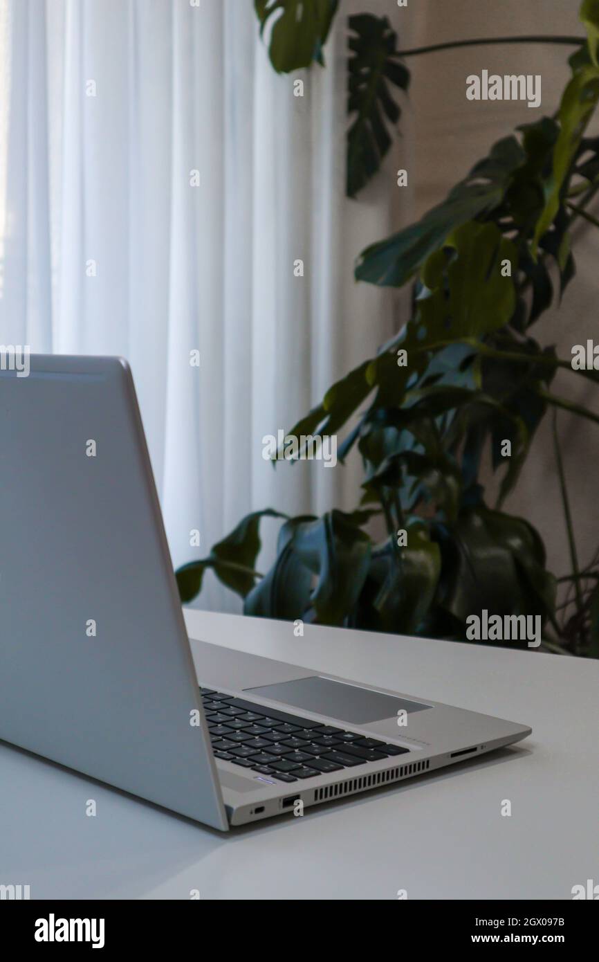 Workplace at home with a laptop. Minimalism interior with houseplants ...