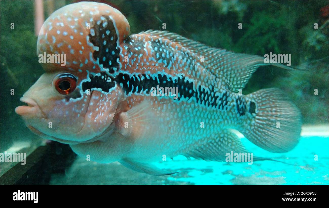 Flower Horn Fish High Resolution Stock Photography and Images - Alamy