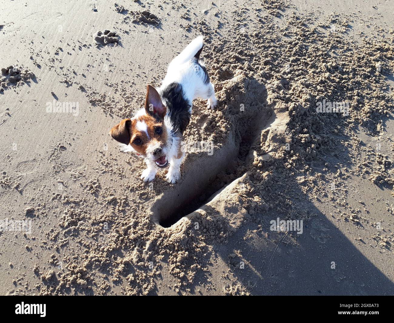 Dog digging a hole at the beach hi-res stock photography and images - Alamy