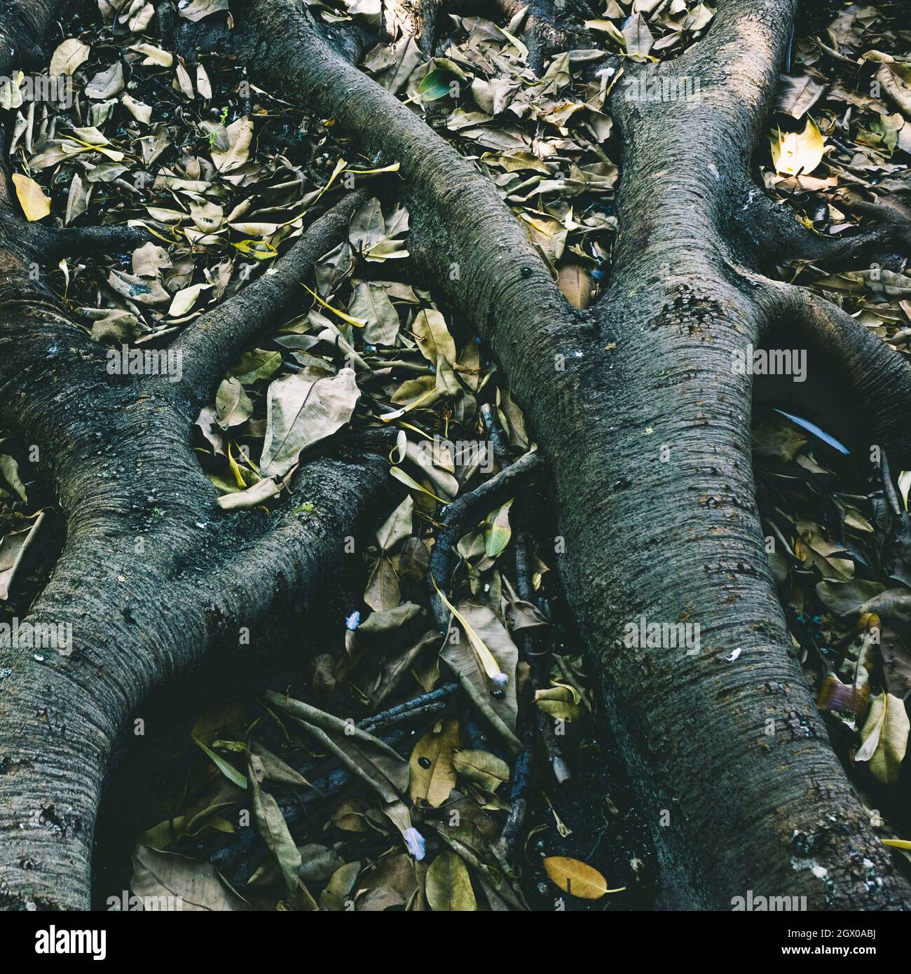 Root flare hi-res stock photography and images - Alamy