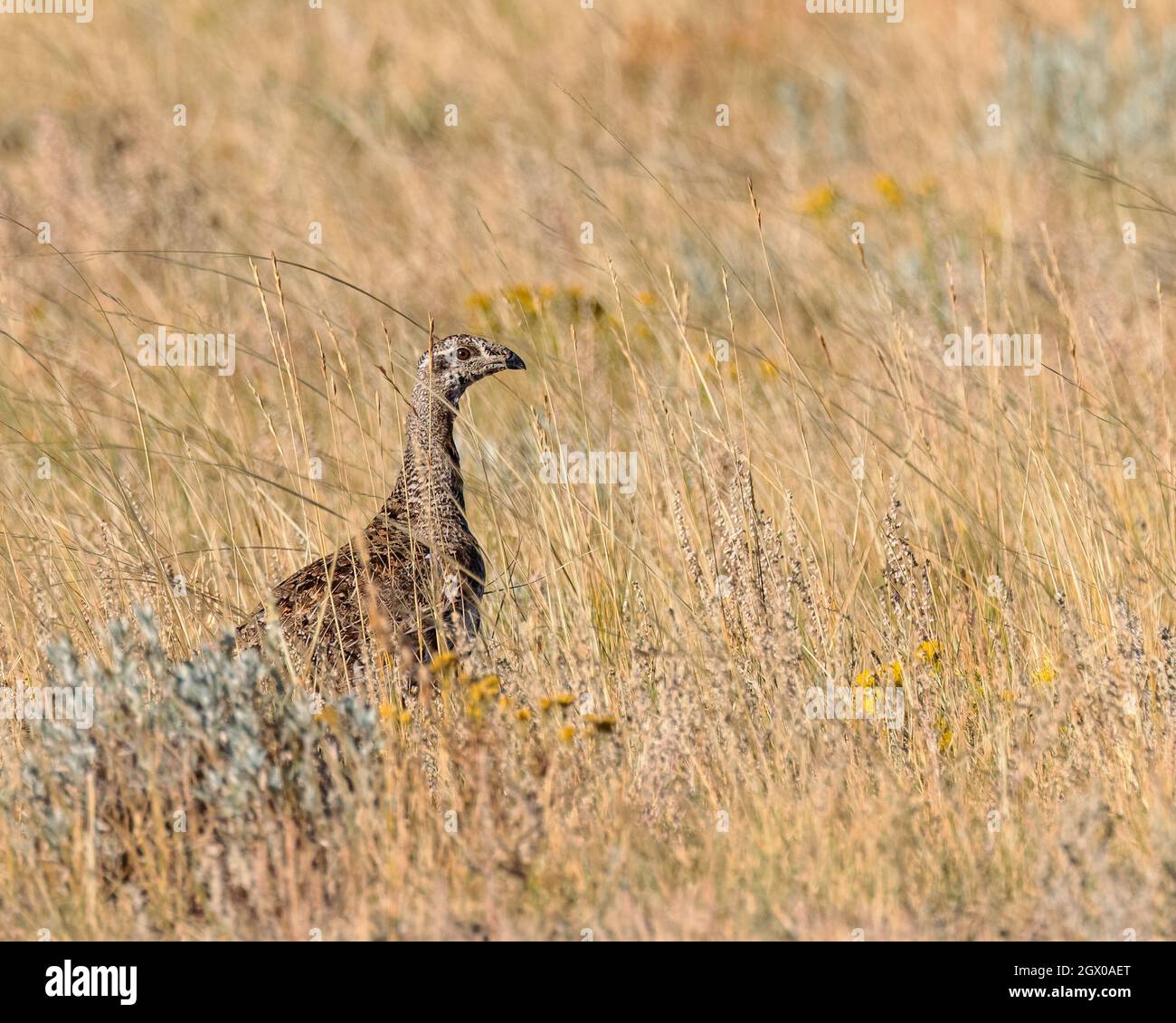 Sagebrush steppe hi-res stock photography and images - Alamy