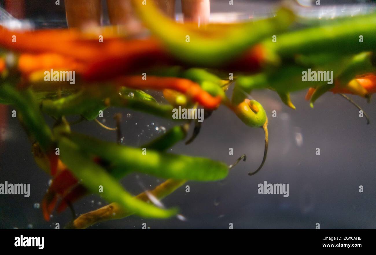 Multicolor fresh chili peppers falling hi-res stock photography and ...