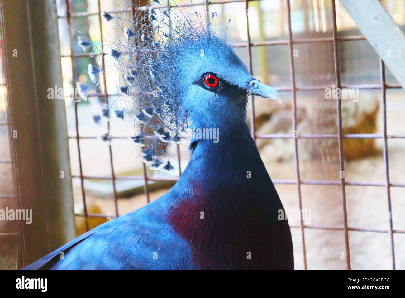 Mambruk hi-res stock photography and images - Alamy