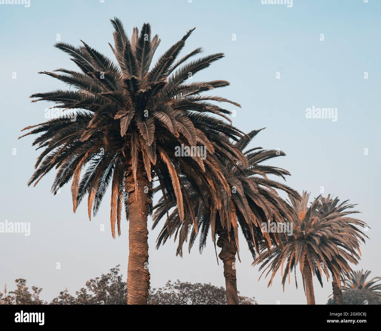 New zealand palm leaf hi-res stock photography and images - Alamy