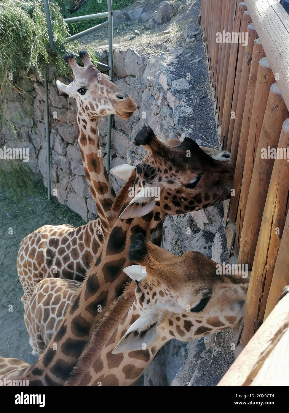 Hand fed giraffe hi-res stock photography and images - Alamy