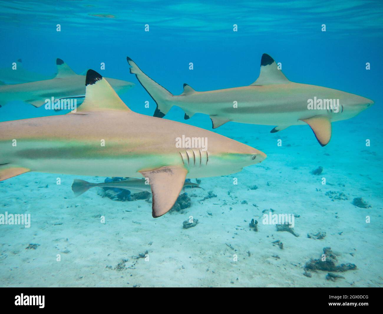 White tip reef sharks hi-res stock photography and images - Alamy
