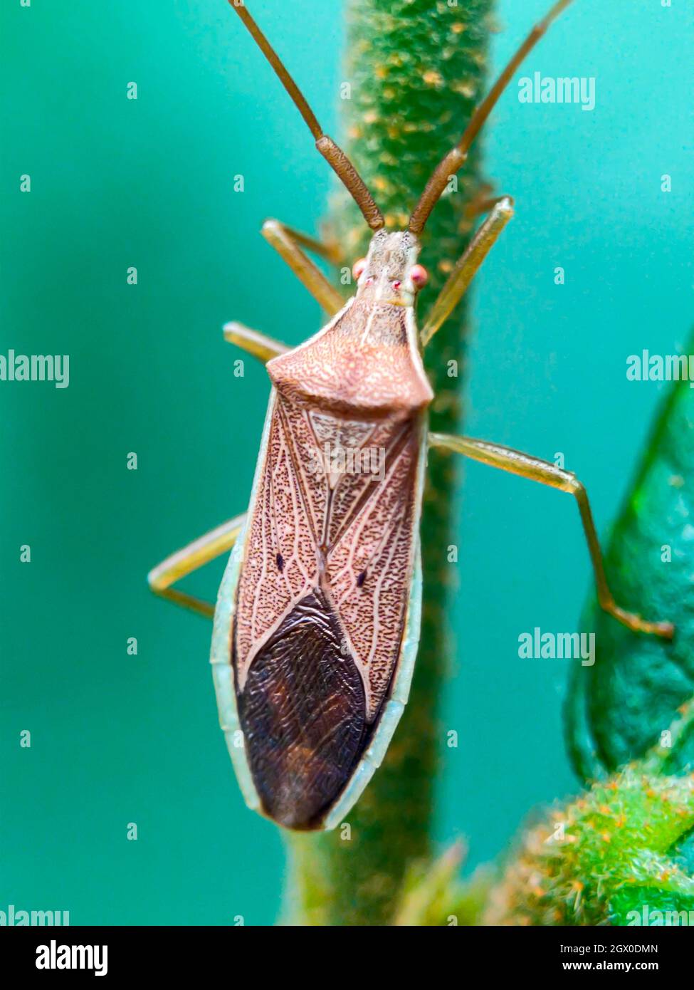 Butterfly slug hi-res stock photography and images - Alamy