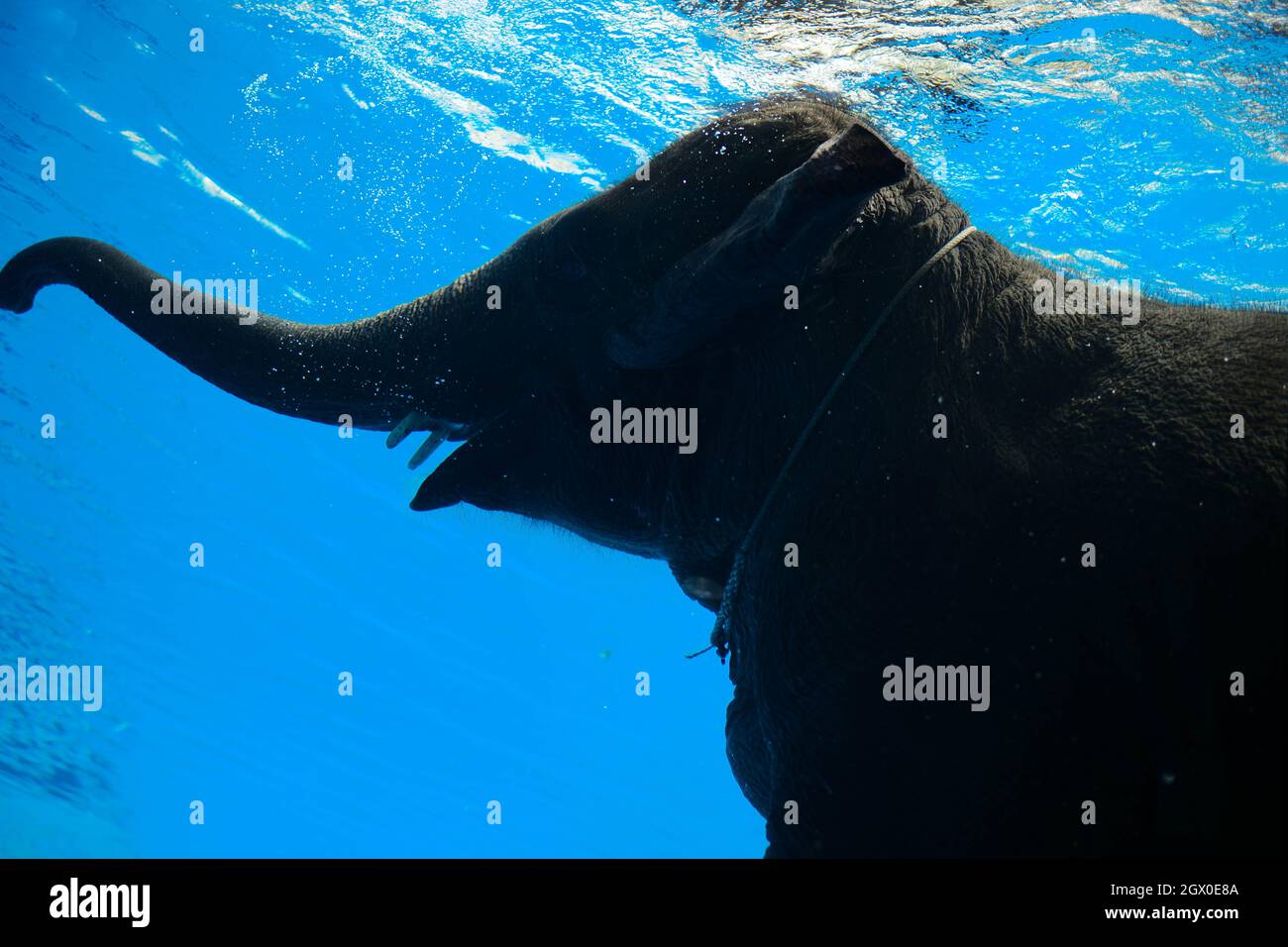 Elephant swimming underwater ocean hi-res stock photography and images ...