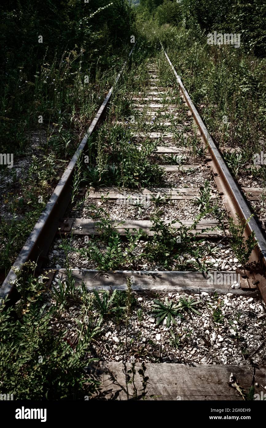 A line of an abandoned railroad overgrown with trees, bushes and grass ...