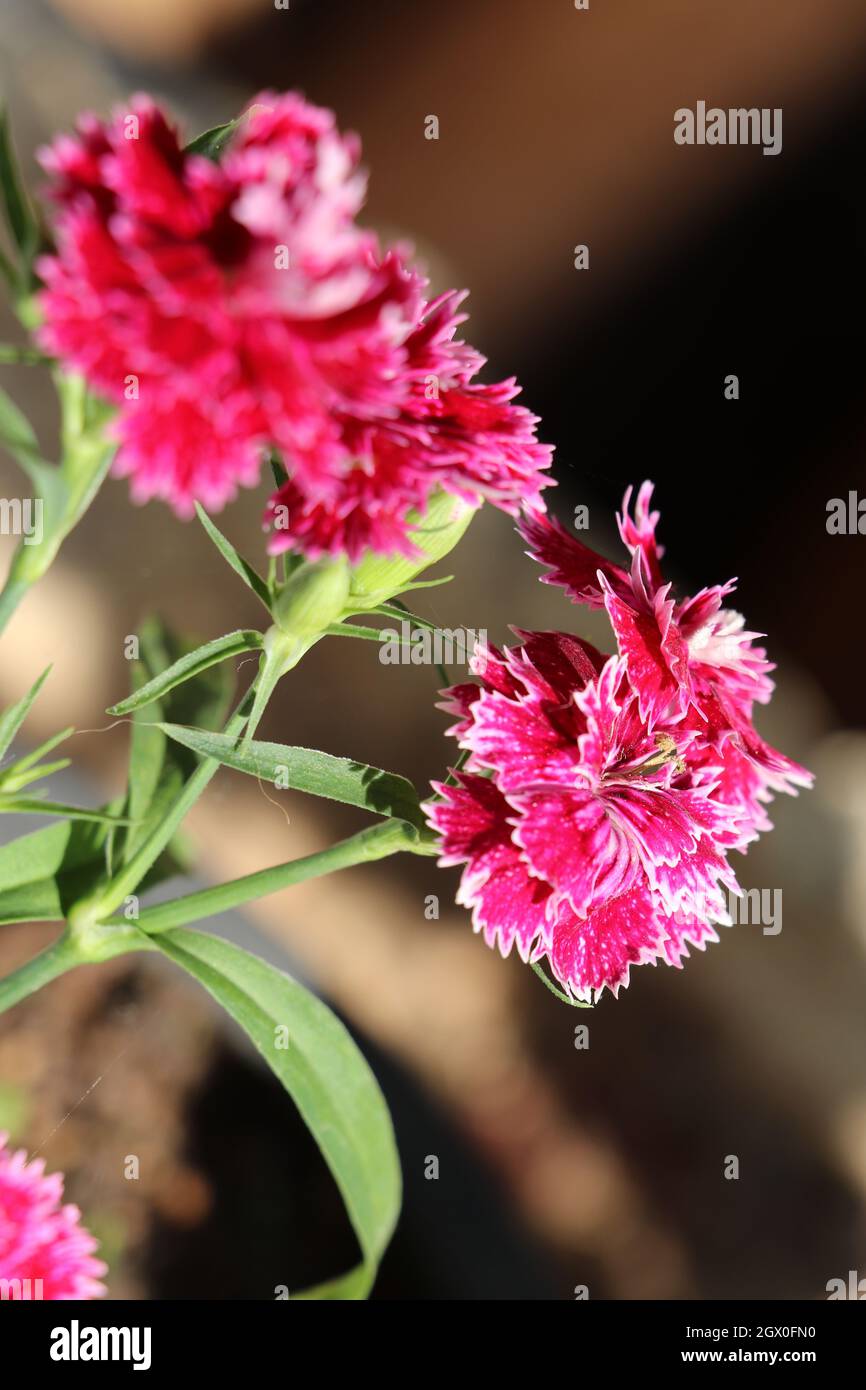 Good Morning Carnation Flower at Charles Cameron blog