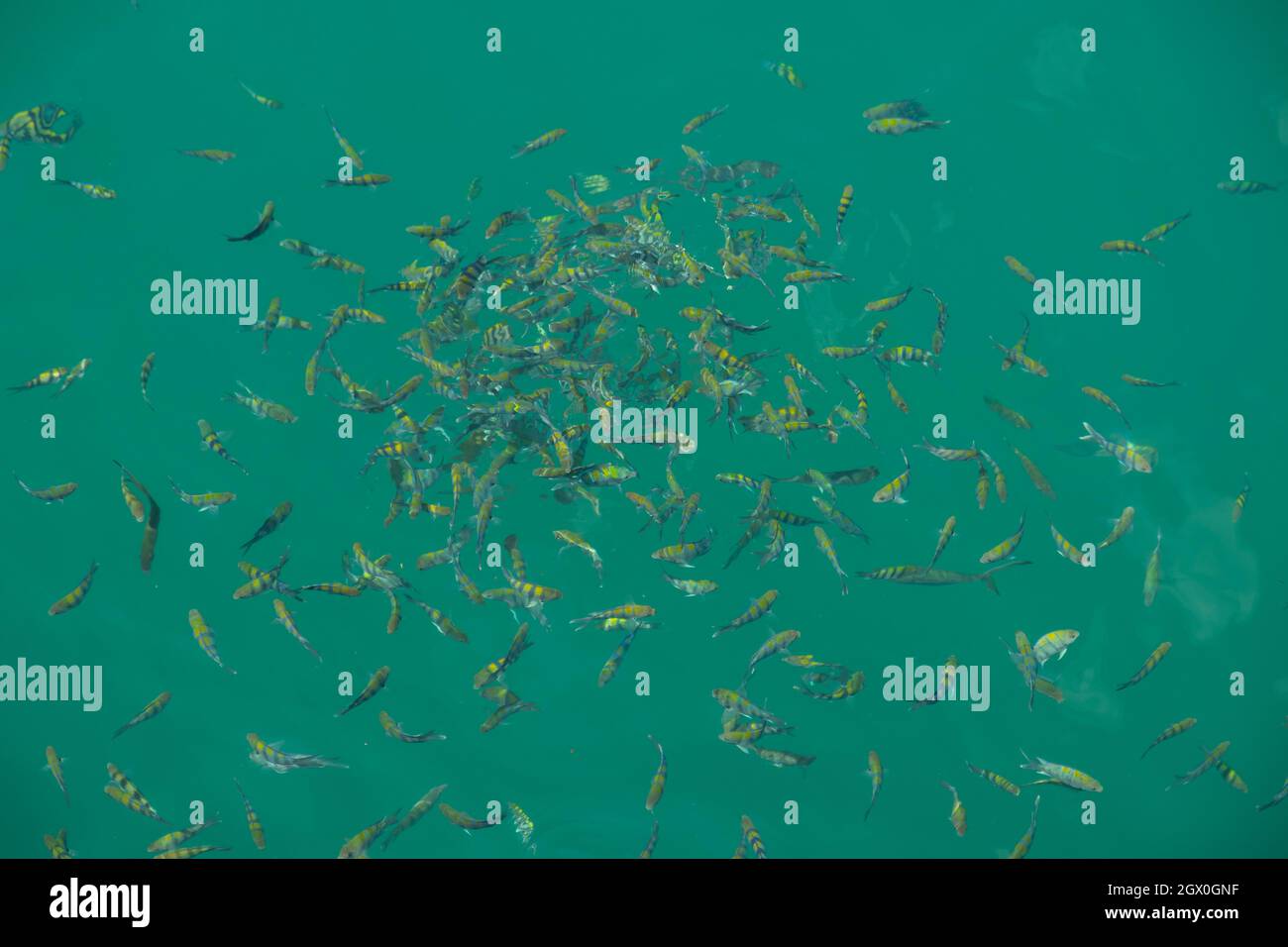 Fish amazon leaf fish hi-res stock photography and images - Alamy