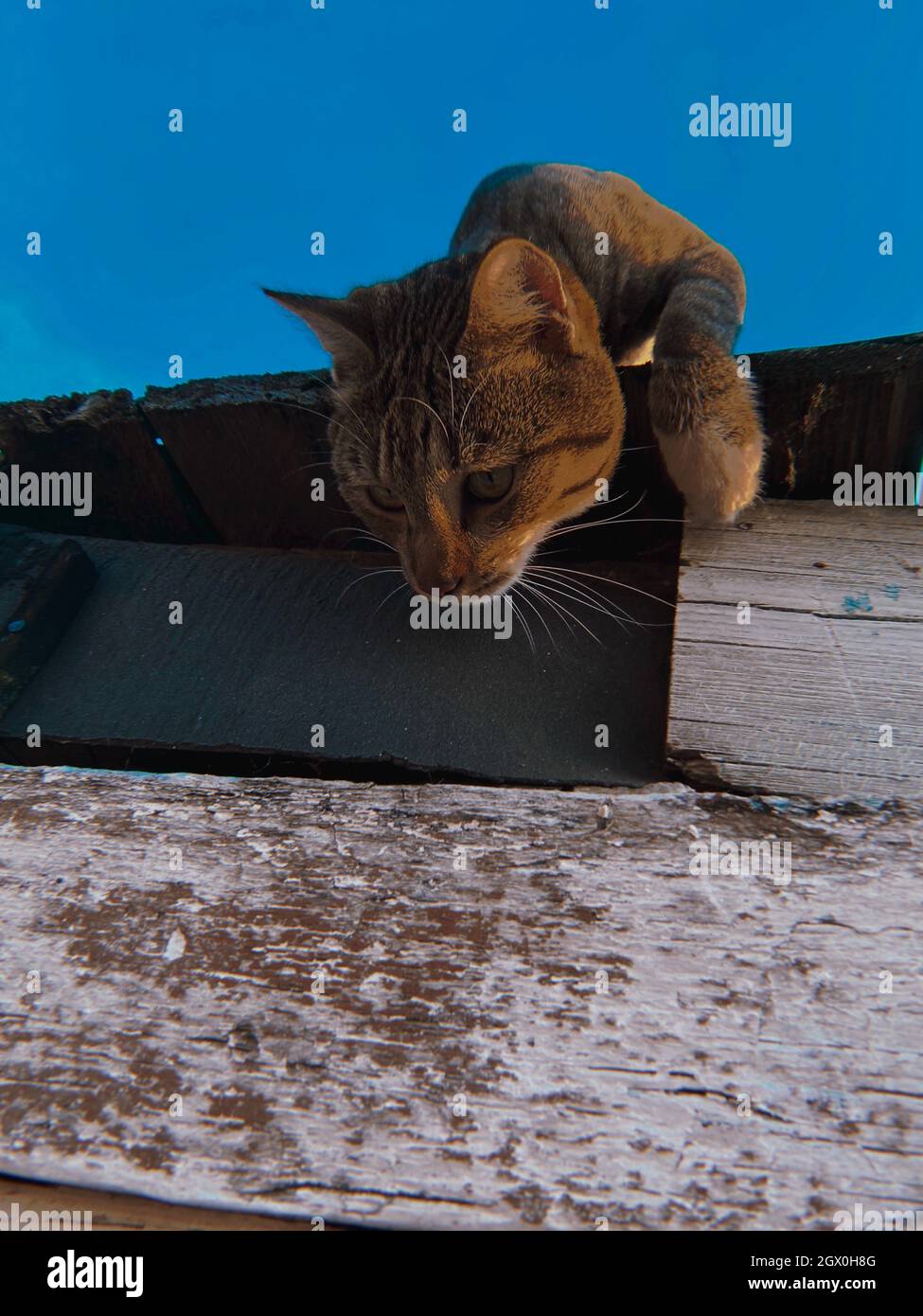 Alpha cat hi-res stock photography and images - Alamy