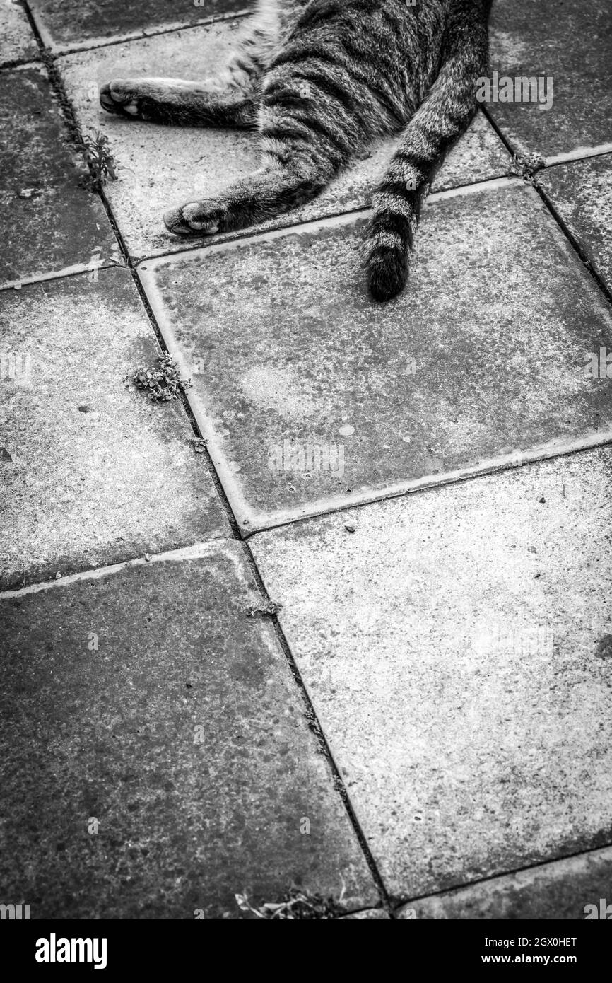 Closeup brown tabby cat Black and White Stock Photos & Images - Alamy