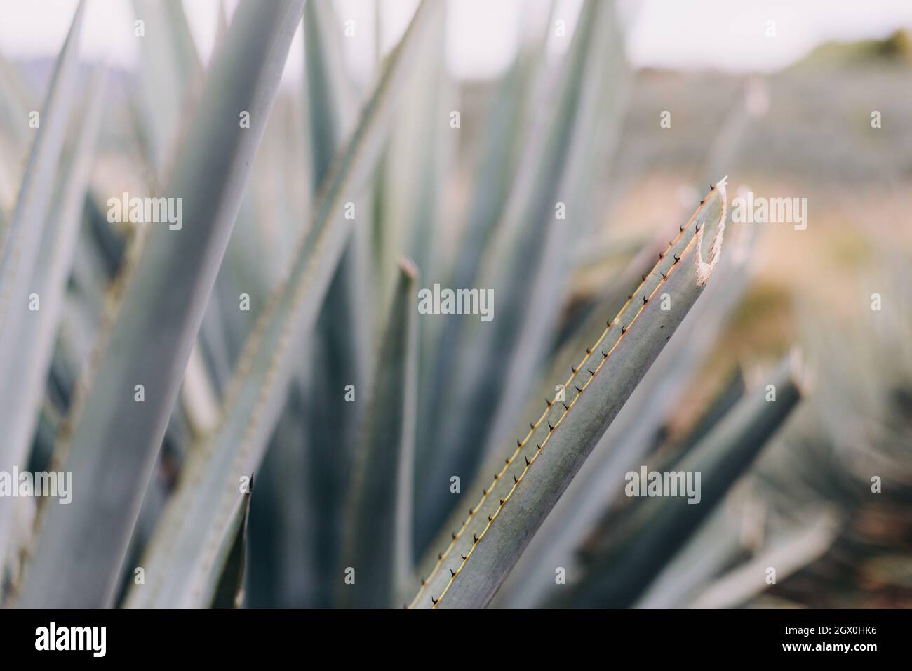 Mexican agave field hi-res stock photography and images - Alamy