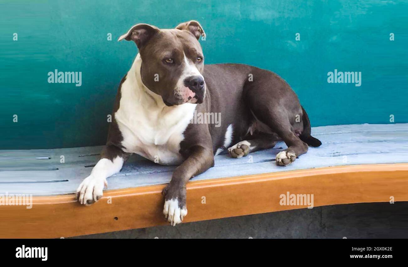 Pit bull pool hi-res stock photography and images - Alamy