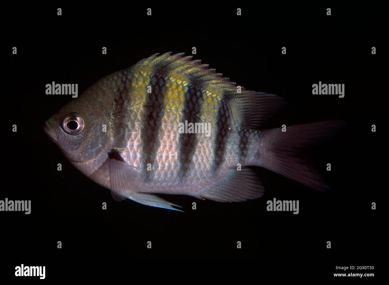 Sergeant fish profile hi-res stock photography and images - Alamy