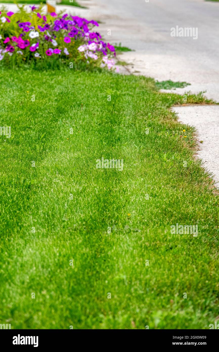 Beautiful evenly trimmed lawn in the backyard of a private house Stock ...